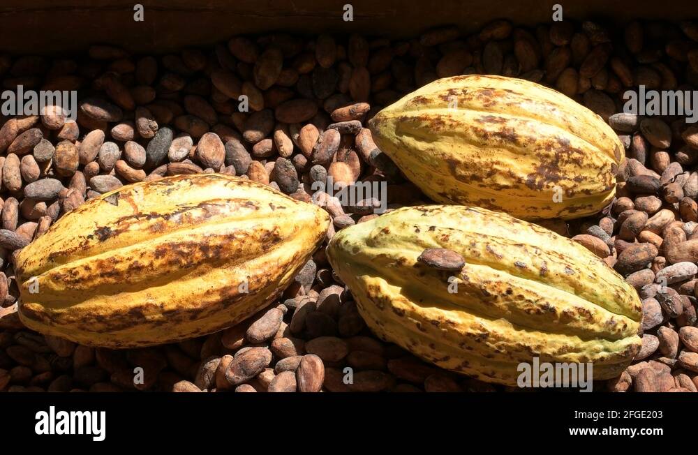 Ripe cocoa pods Stock Videos & Footage - HD and 4K Video Clips - Alamy