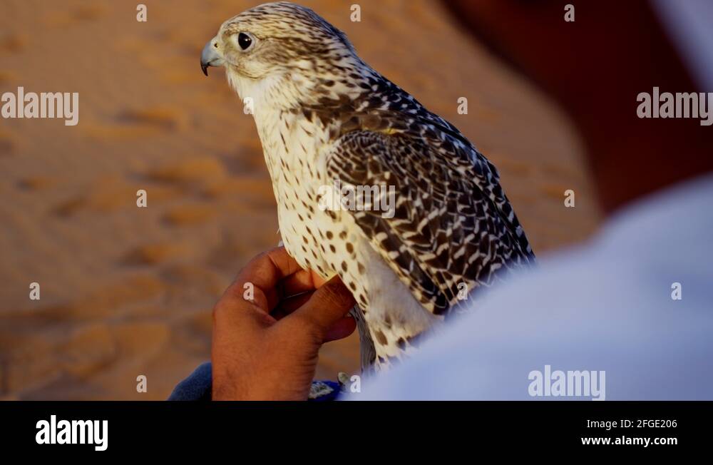 Desert bird middle east Stock Videos & Footage - HD and 4K Video Clips ...