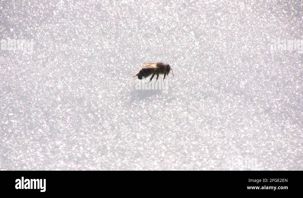Snow bee Stock Videos & Footage - HD and 4K Video Clips - Alamy