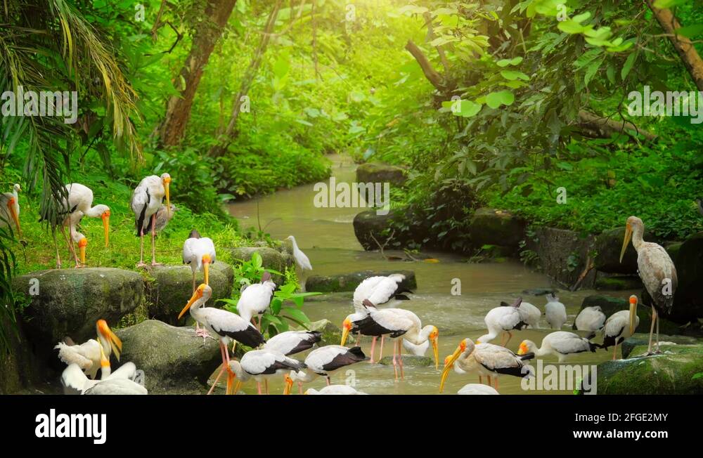 Flora and fauna of asia Stock Videos & Footage - HD and 4K Video Clips ...