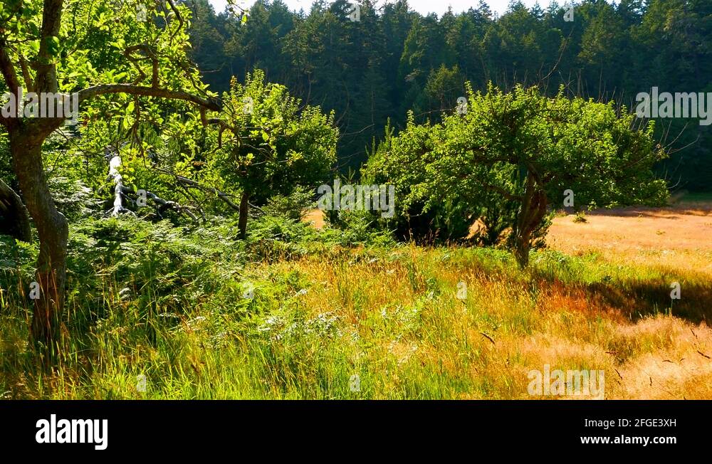 Overgrown apple tree Stock Videos & Footage - HD and 4K Video Clips - Alamy