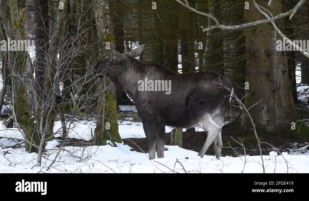 Sapling in forest Stock Videos & Footage - HD and 4K Video Clips - Alamy