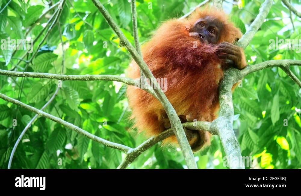 Adorable baby orangutan in Gunung Leuser national park in Sumatra ...