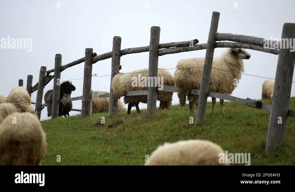 Enjoying scratching Stock Videos & Footage - HD and 4K Video Clips - Alamy