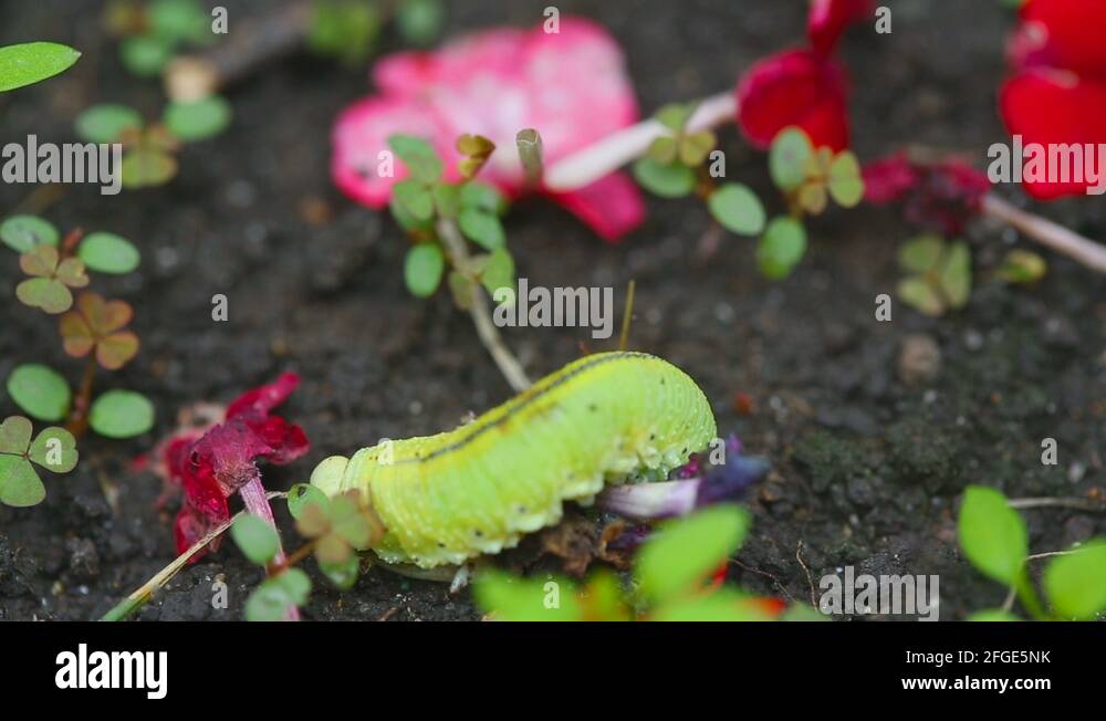 Beautiful sawfly Stock Videos & Footage - HD and 4K Video Clips - Alamy