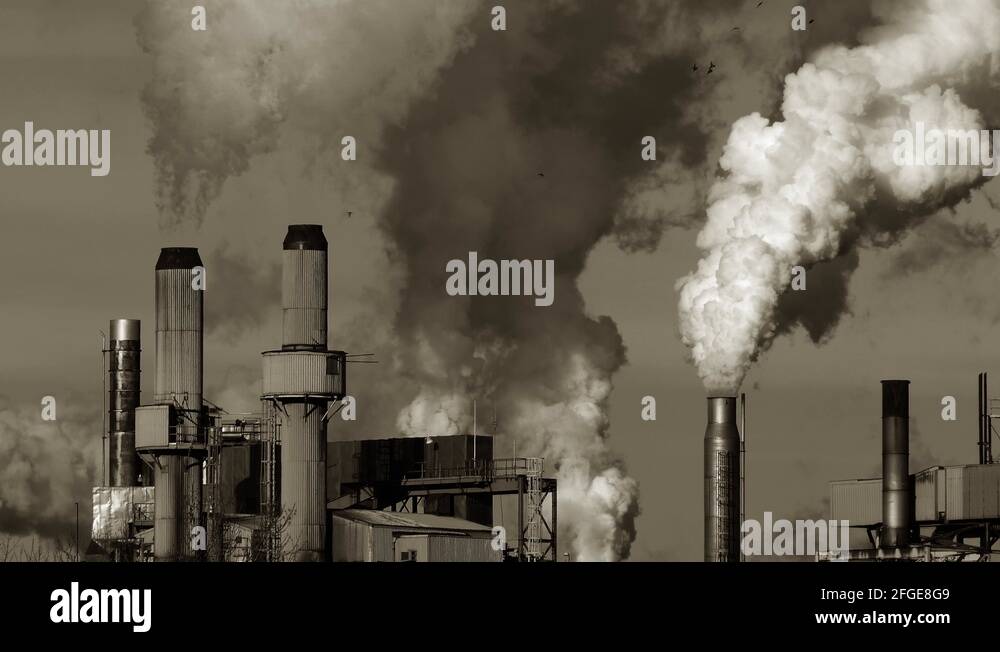 Flock of black and white birds Stock Videos & Footage - HD and 4K Video ...