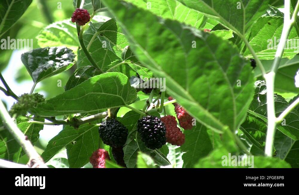 Blackberry tree Stock Videos & Footage - HD and 4K Video Clips - Alamy