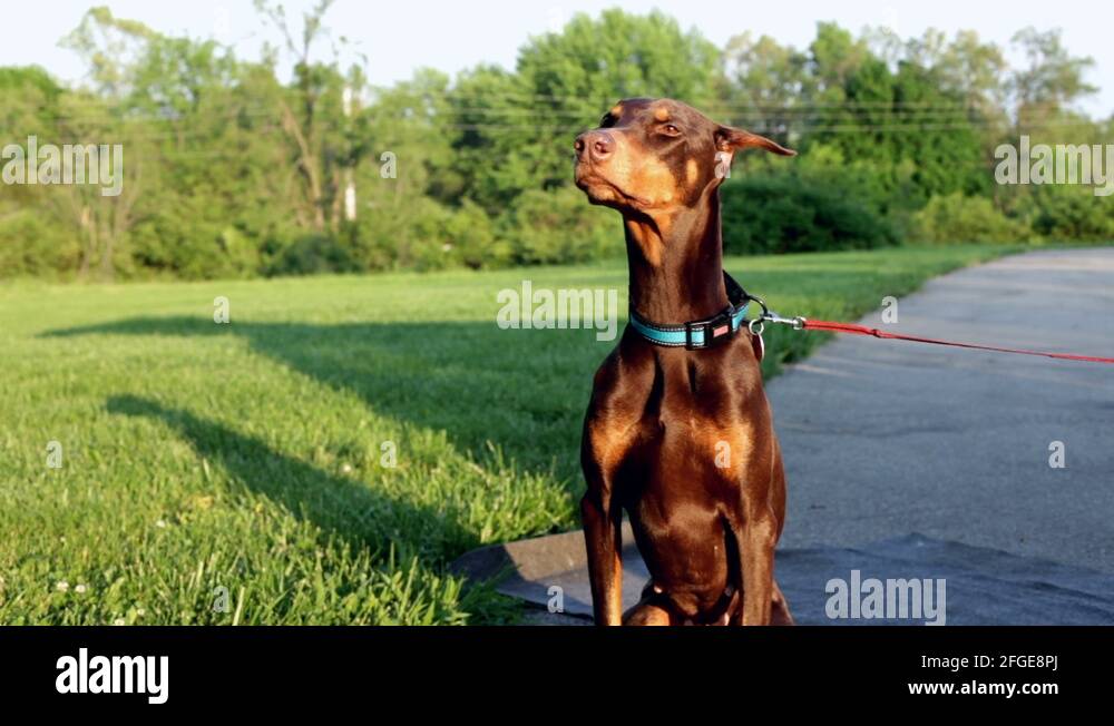 Doberman sitting Stock Videos & Footage - HD and 4K Video Clips - Alamy
