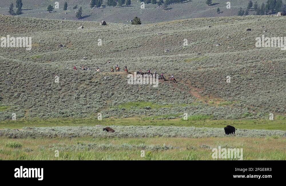 Bison trail Stock Videos & Footage - HD and 4K Video Clips - Alamy