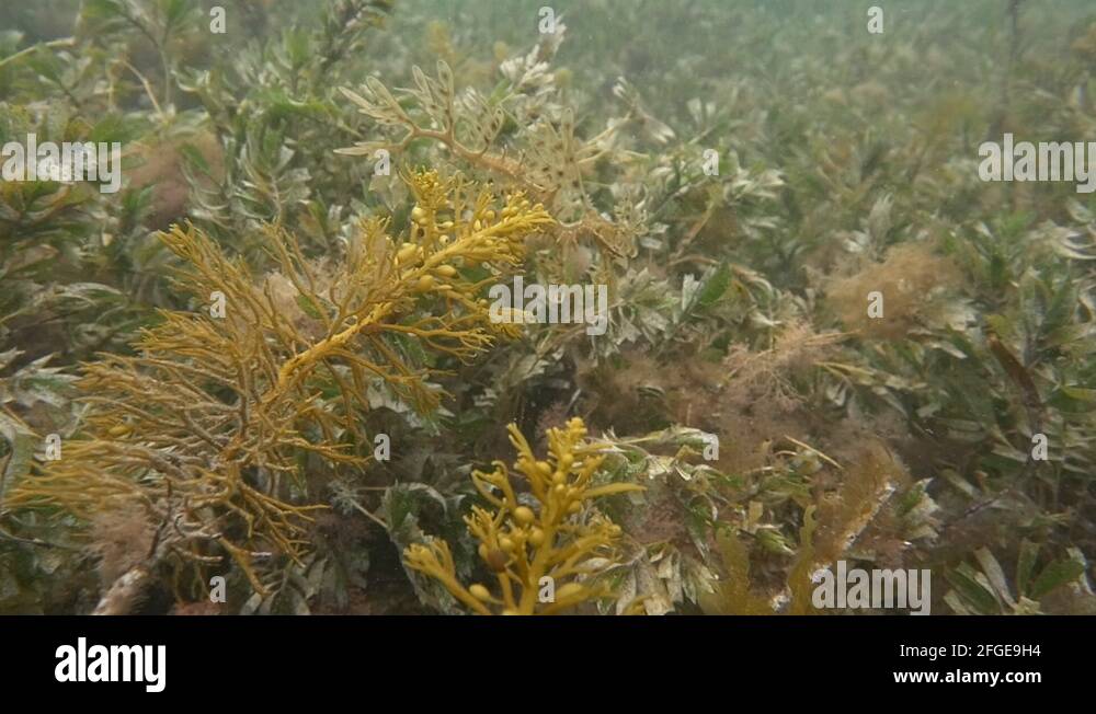 Seaweed colors Stock Videos & Footage - HD and 4K Video Clips - Alamy