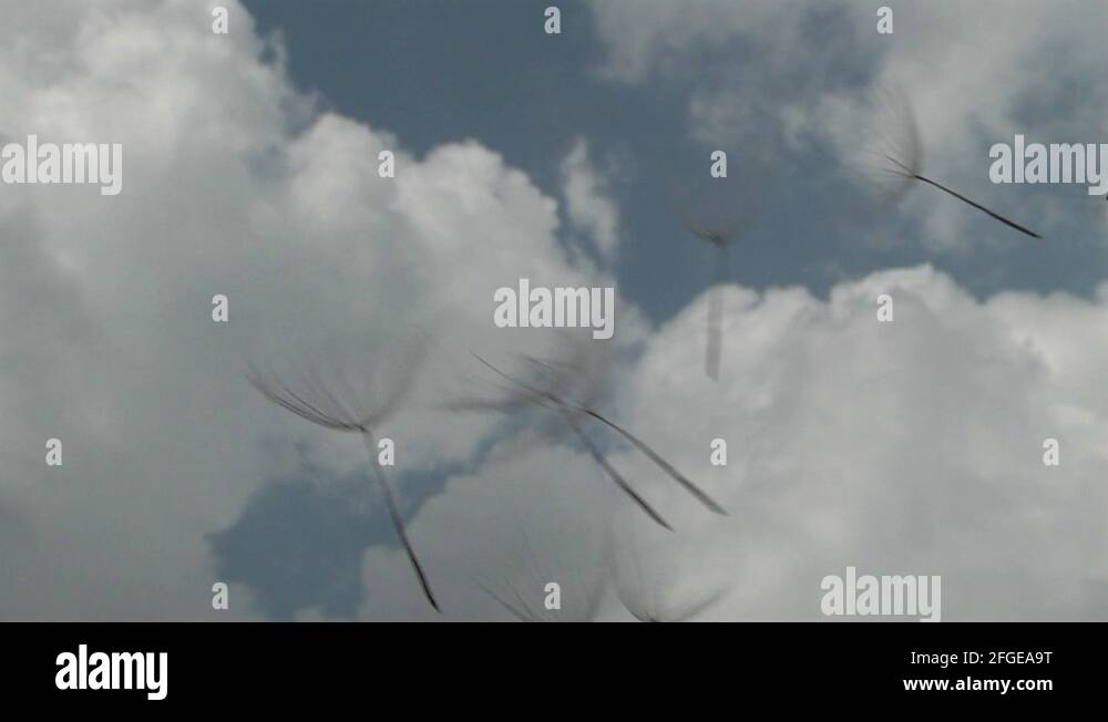 Wind carried seeds Stock Videos & Footage - HD and 4K Video Clips - Alamy