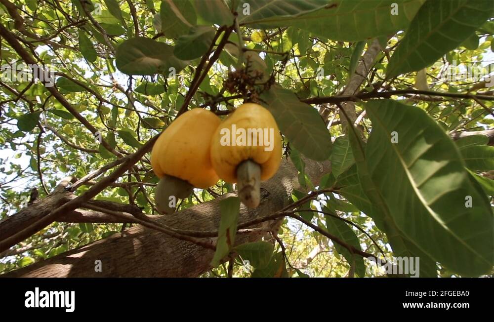 Caju tree Stock Videos & Footage - HD and 4K Video Clips - Alamy