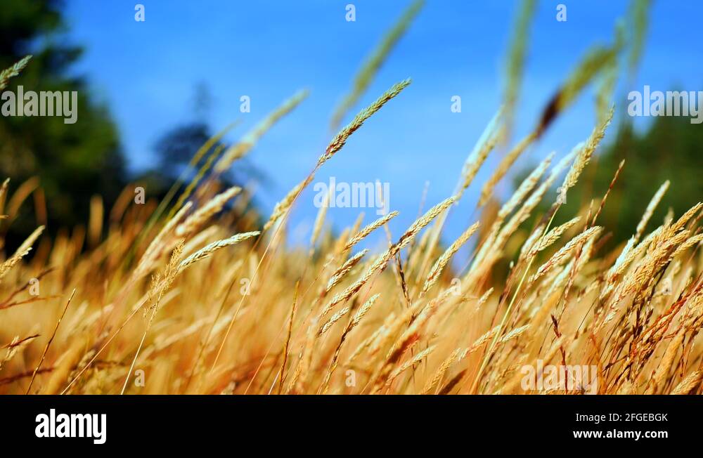 4K Tall Yellow Grass Field, Beautiful Background Nature Landscape Stock ...