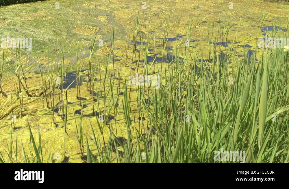 Algae on the surface of the pond Stock Videos & Footage - HD and 4K ...
