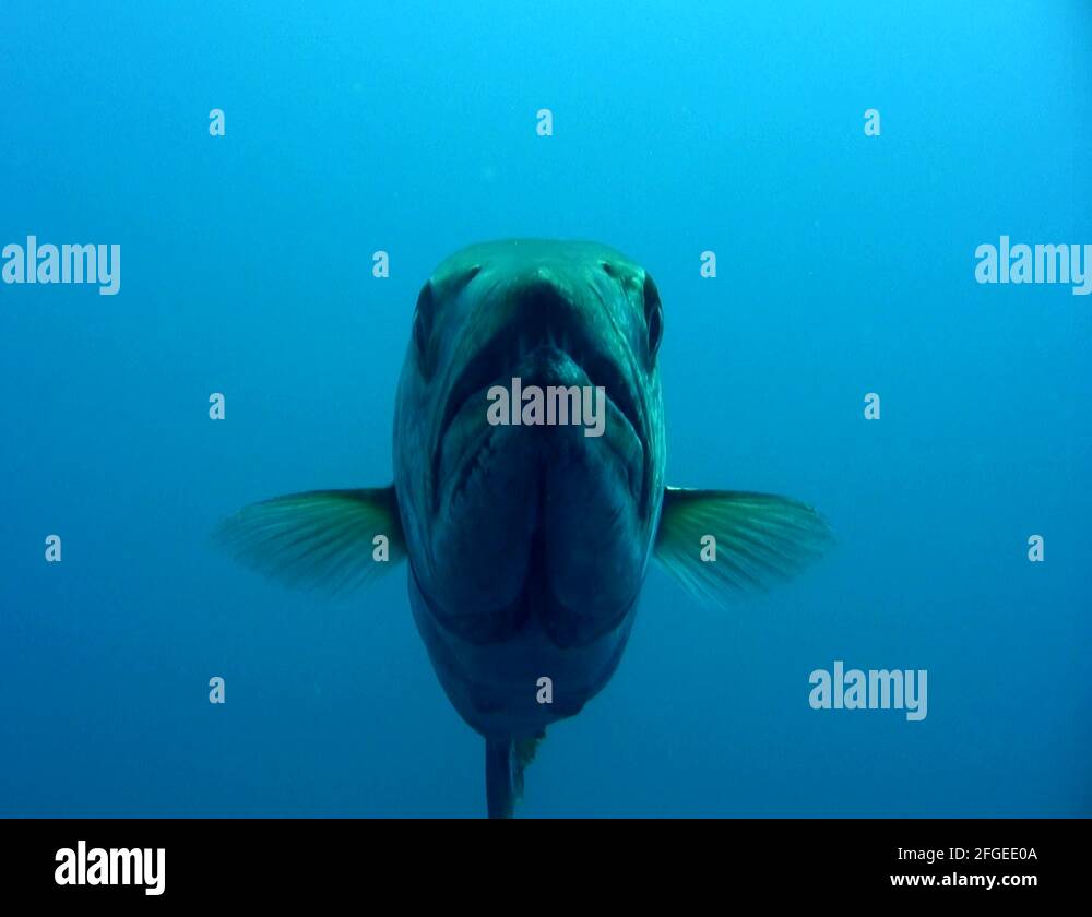 Great barracuda sphyraena close up Stock Videos & Footage - HD and 4K Video Clips - Alamy