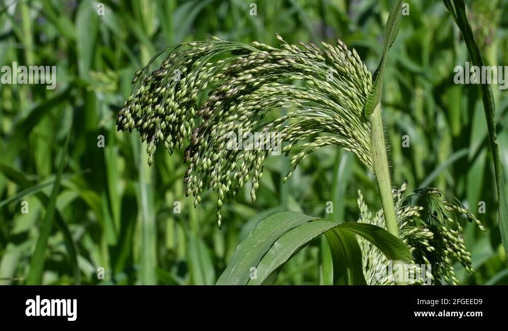 Millet seed panicum Stock Videos & Footage - HD and 4K Video Clips - Alamy