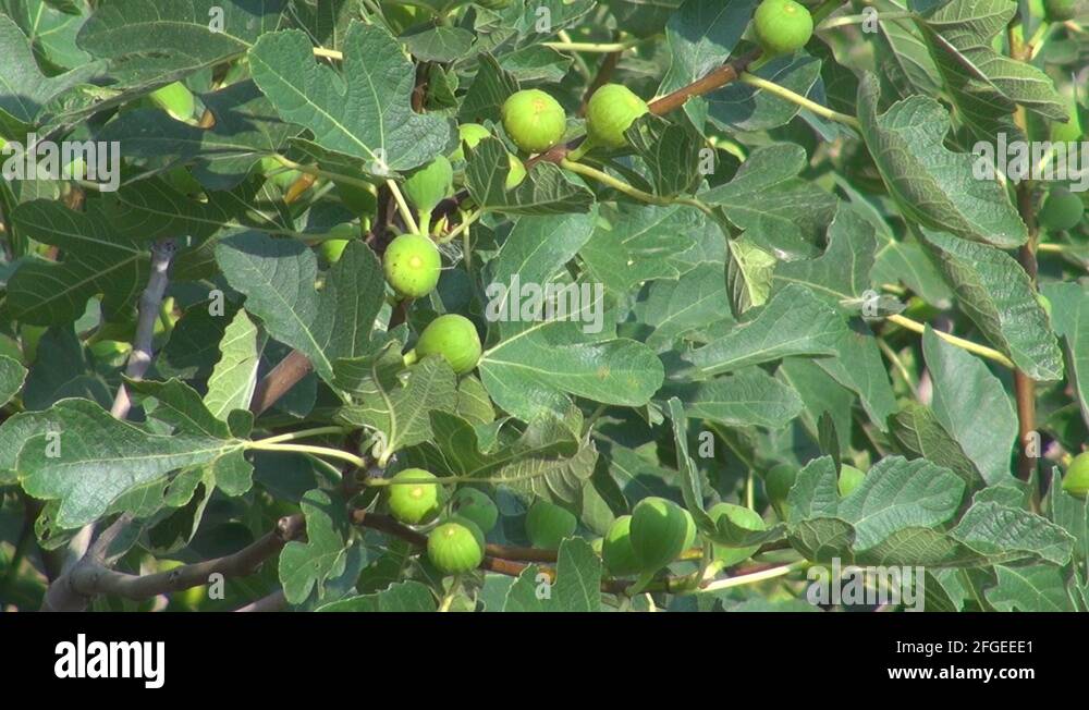 Unripe fig fruit hang on tree green leaf fresh food in farm plantation ...