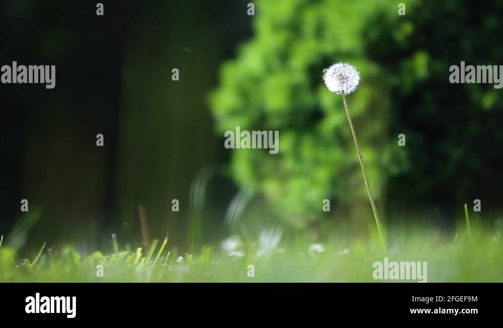 Dandelion structure Stock Videos & Footage - HD and 4K Video Clips - Alamy