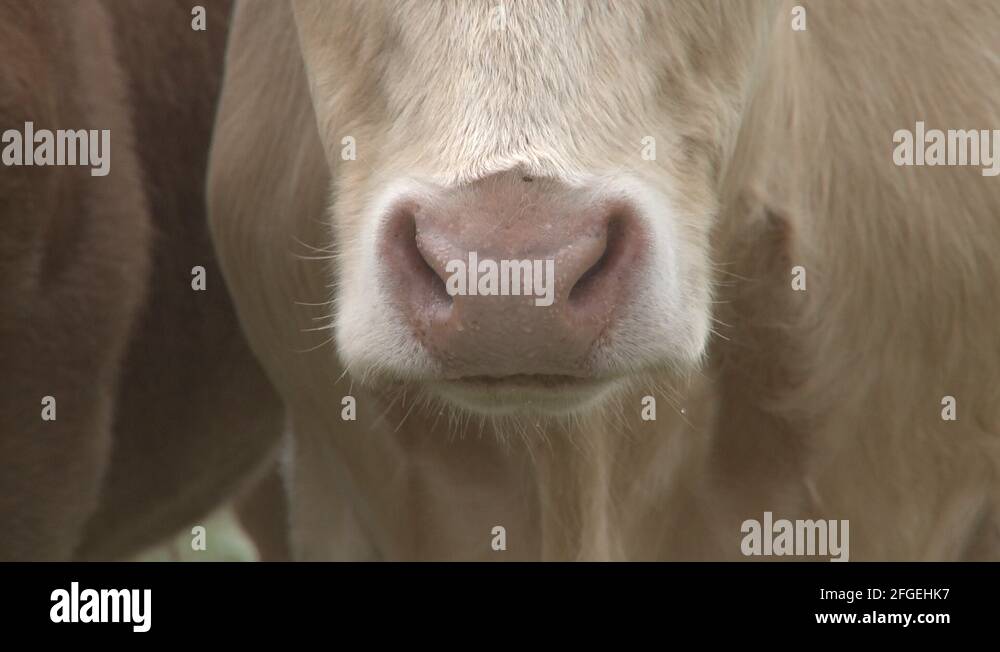Cow nose close up Stock Videos & Footage - HD and 4K Video Clips - Alamy