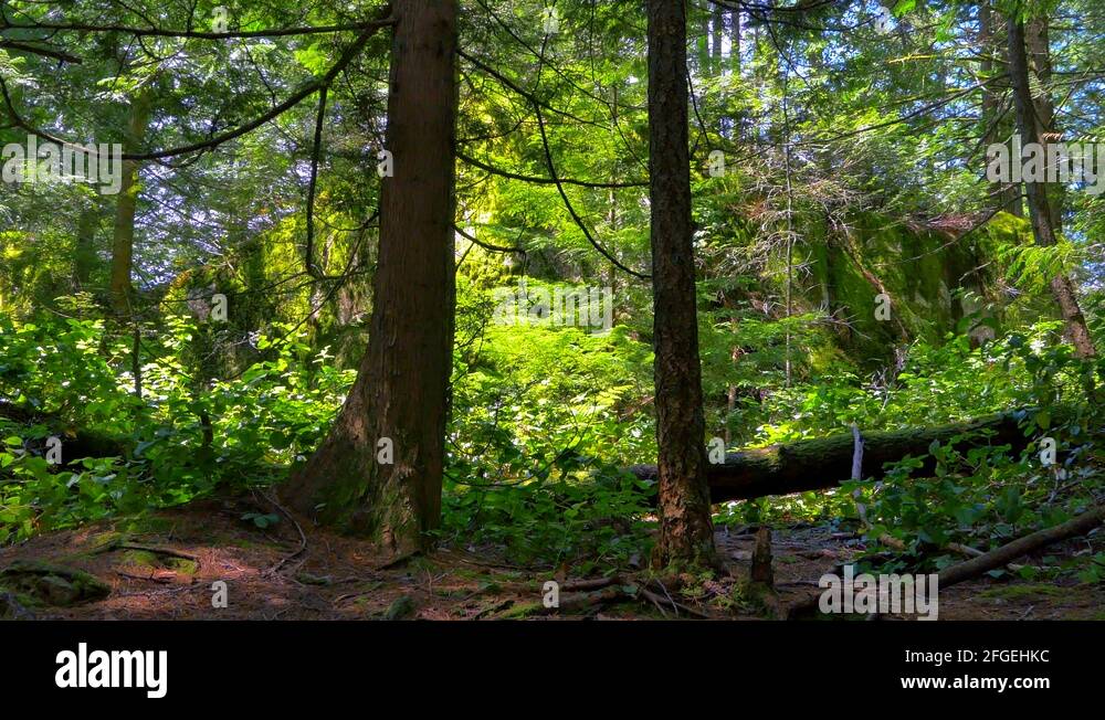 Forest rainforest douglas fir trees Stock Videos & Footage - HD and 4K ...