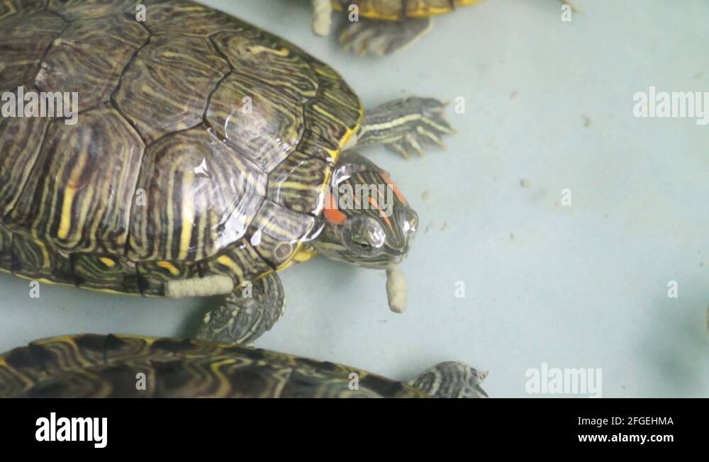 Brazil turtle Stock Videos & Footage - HD and 4K Video Clips - Alamy