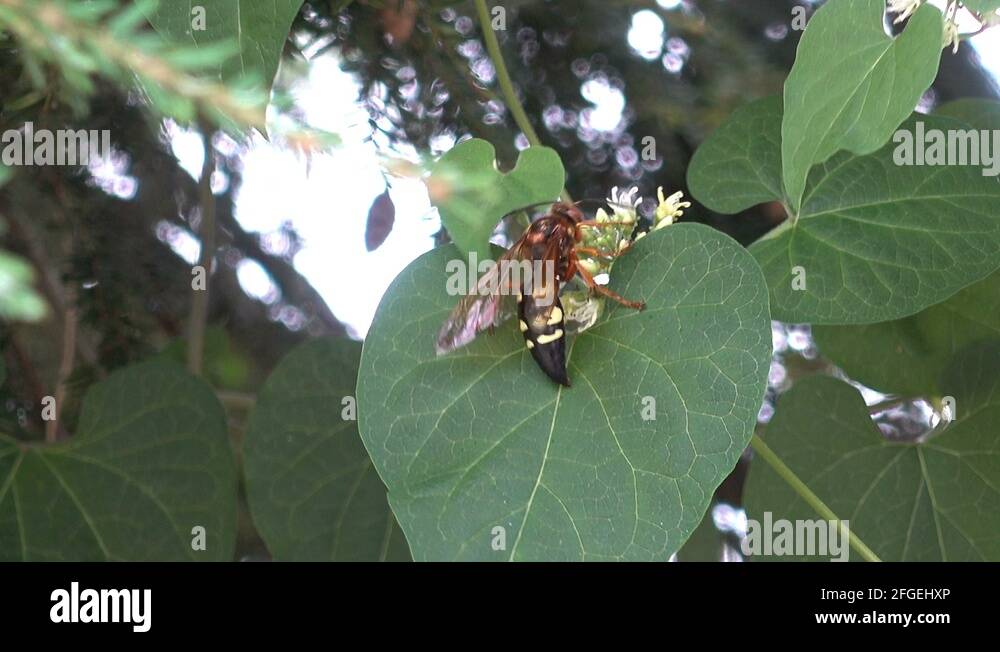 cicada killer giant wasp bug Stock Video Footage - Alamy