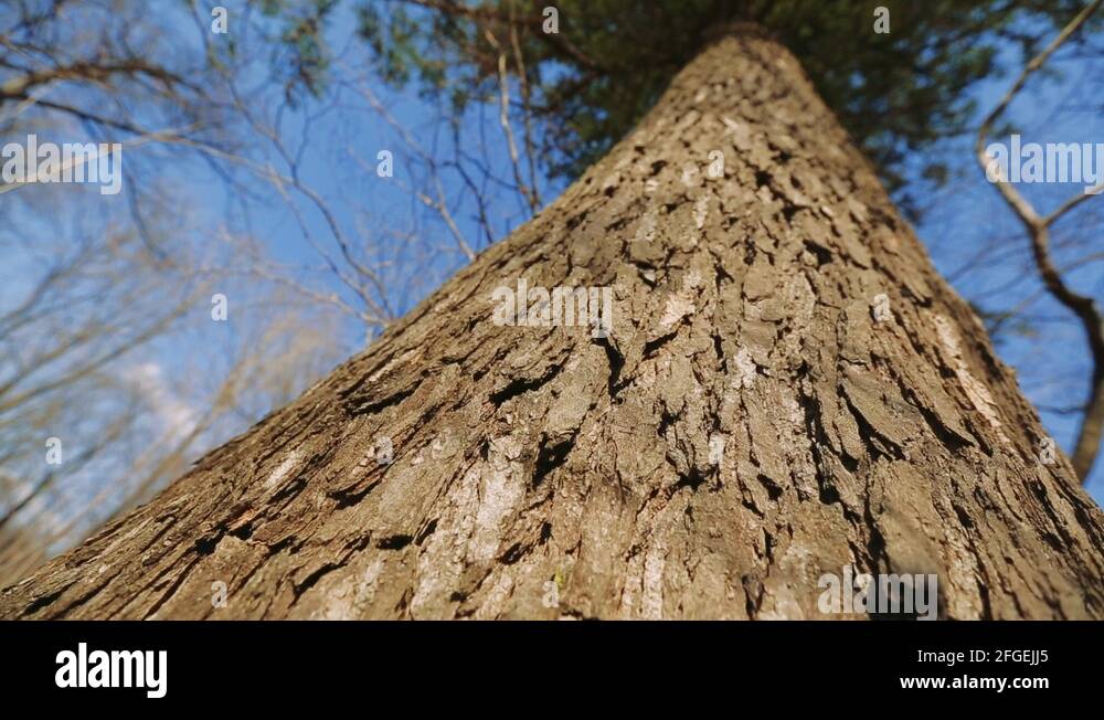 Tree stretching Stock Videos & Footage - HD and 4K Video Clips - Alamy