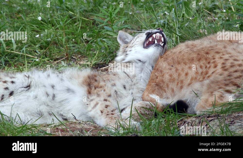 Eurasian lynx yawning Stock Videos & Footage - HD and 4K Video Clips ...