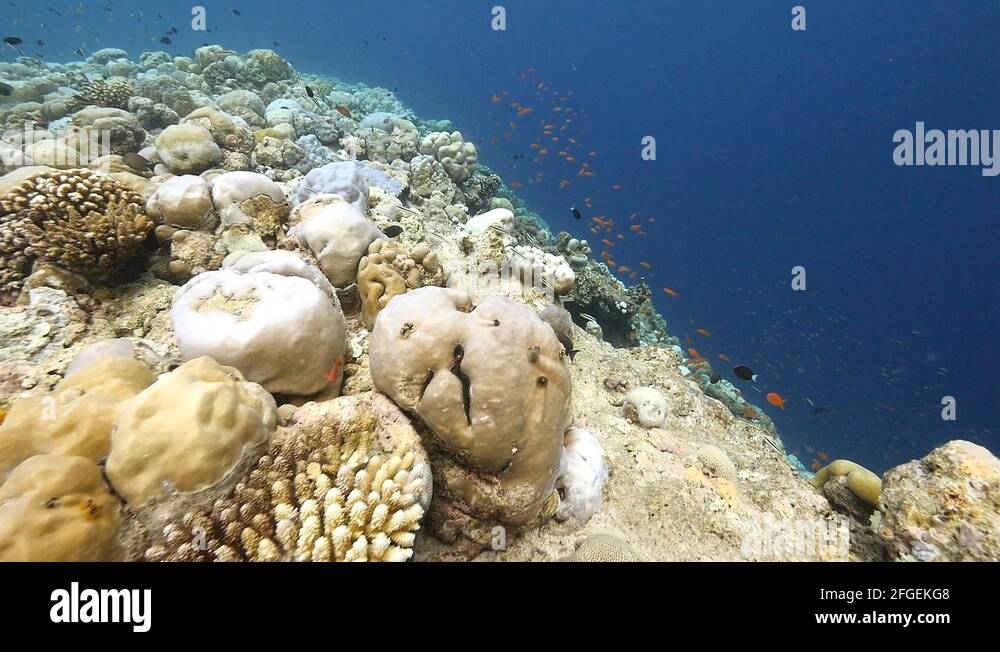 Reef slope Stock Videos & Footage - HD and 4K Video Clips - Alamy