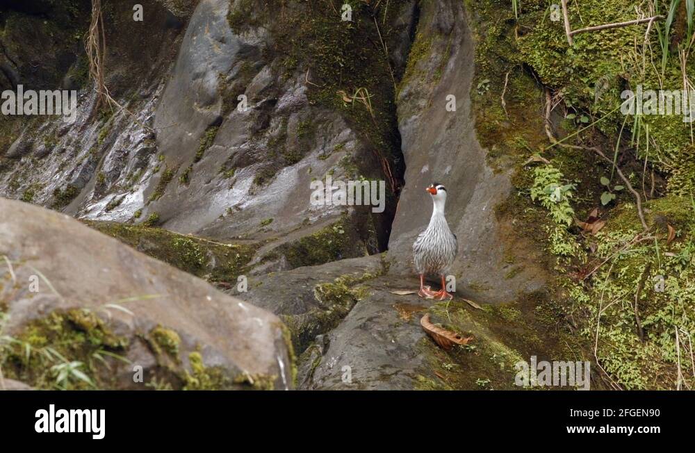 Andes duck Stock Videos & Footage - HD and 4K Video Clips - Alamy