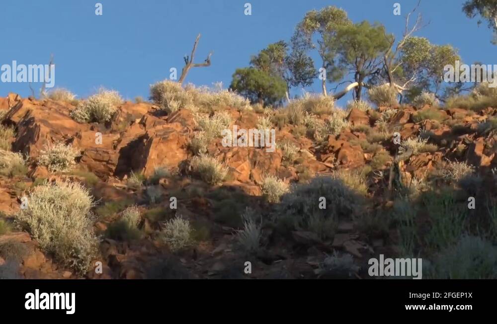 Purple-necked Rock Wallaby standing in red gorge taking a sunbath Stock ...