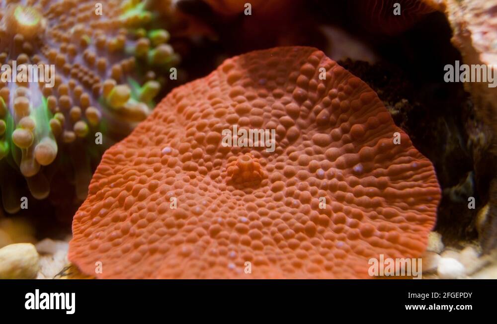 Sea anemone mushroom Stock Videos & Footage - HD and 4K Video Clips - Alamy