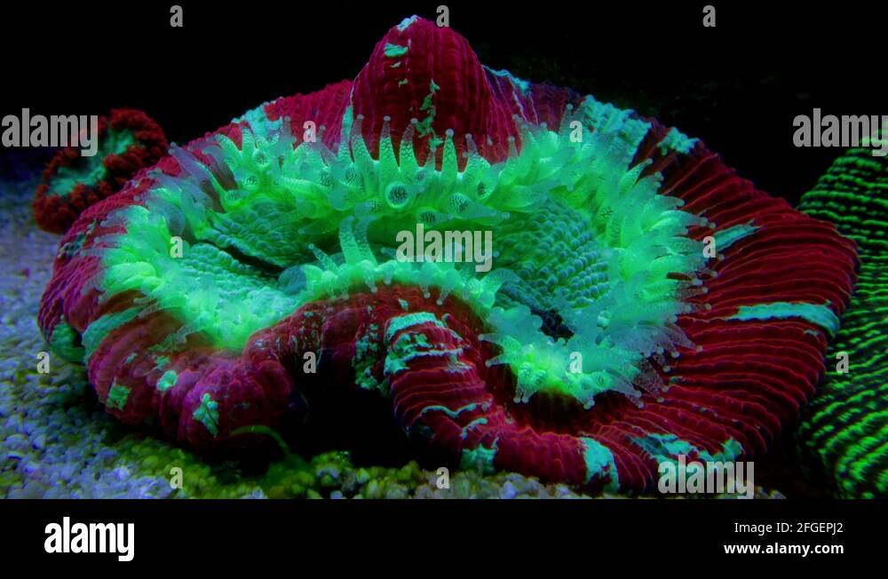Red & Green Trachyphyllia Brain Coral zoom in Timelapse Stock Video ...