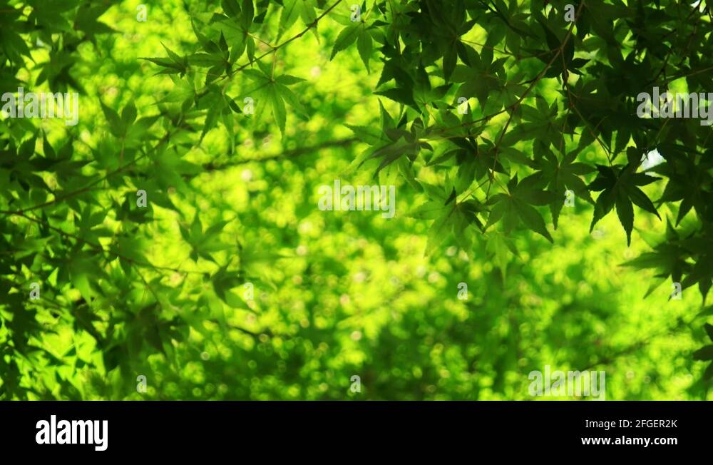 Japanese maple tree moving in the wind, natural background. 4K ...