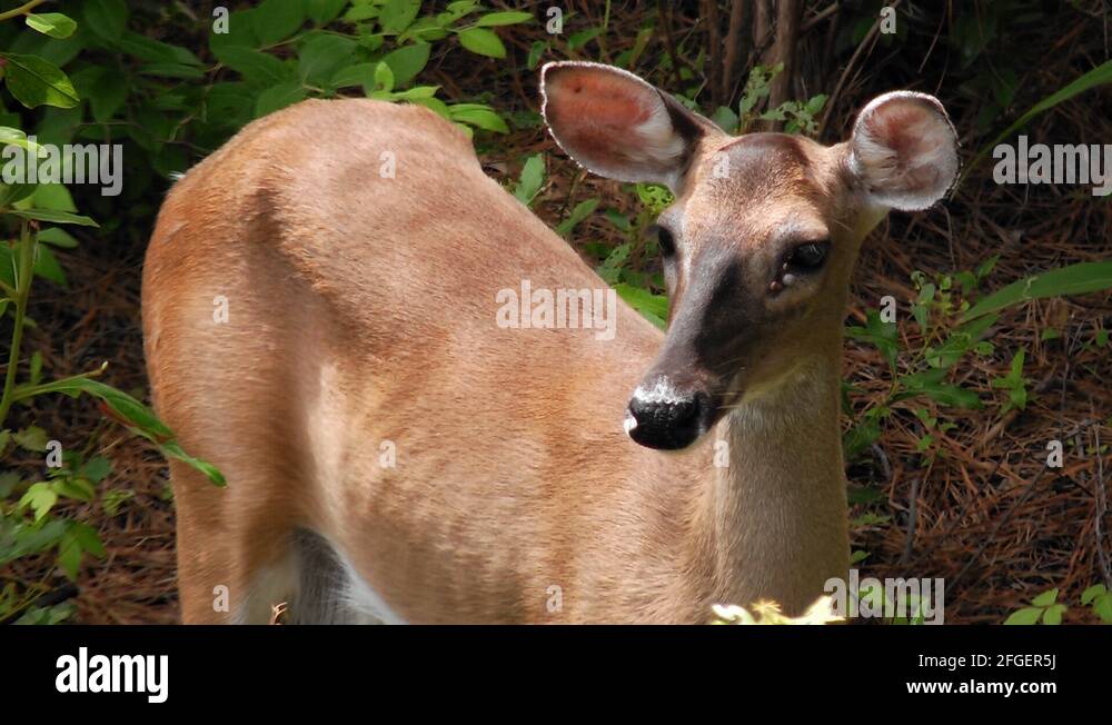 Doe face Stock Videos & Footage - HD and 4K Video Clips - Alamy