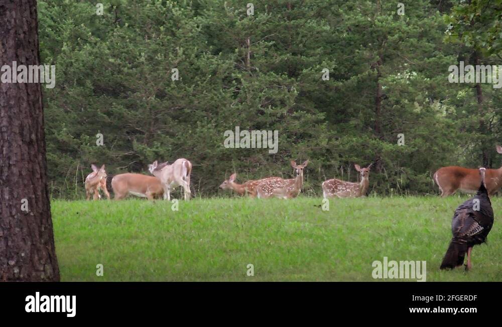 Fawn at play Stock Videos & Footage - HD and 4K Video Clips - Alamy