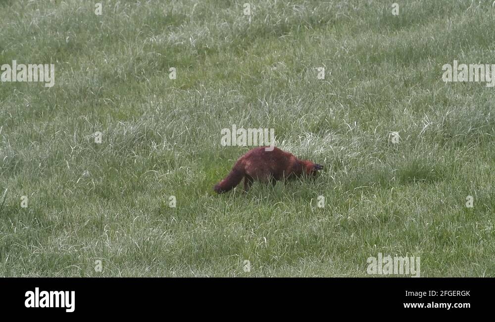British insects Stock Videos & Footage - HD and 4K Video Clips - Alamy