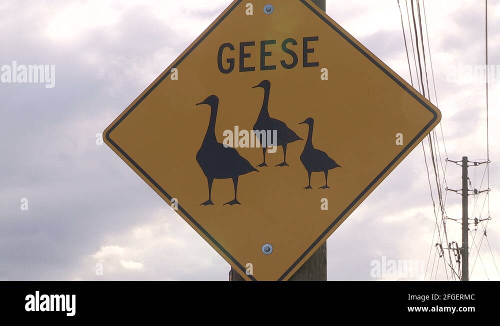 Geese warning sign Stock Videos & Footage - HD and 4K Video Clips - Alamy