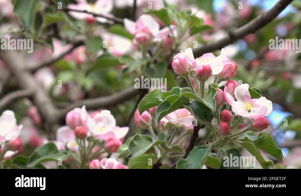 Unusual stamen Stock Videos & Footage - HD and 4K Video Clips - Alamy