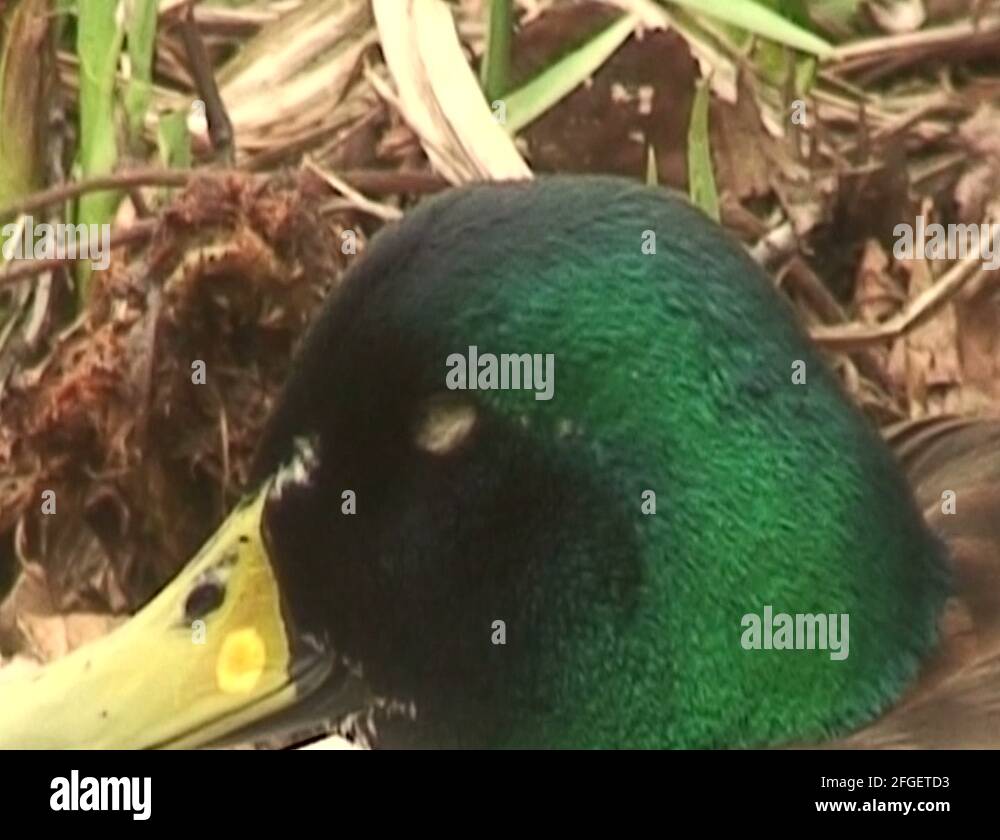 Zoom duck Stock Videos & Footage - HD and 4K Video Clips - Alamy