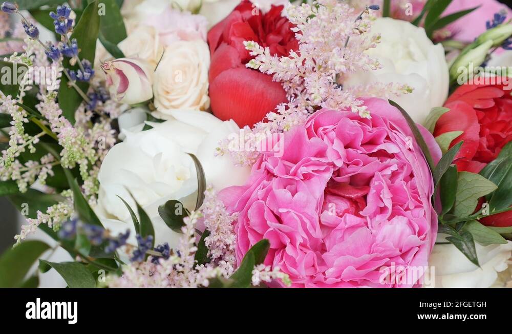 Flower pink bright cream plant background closeup wallpaper greeting ...