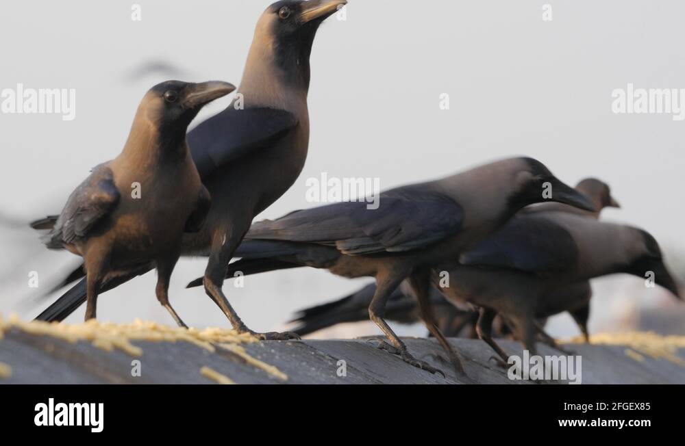 Raven birds Stock Videos & Footage - HD and 4K Video Clips - Alamy