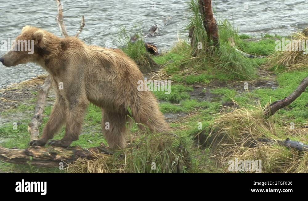 The bear steps Stock Videos & Footage - HD and 4K Video Clips - Alamy