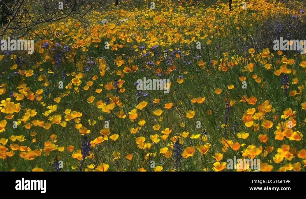 Wildflower fields Stock Videos & Footage - HD and 4K Video Clips - Alamy