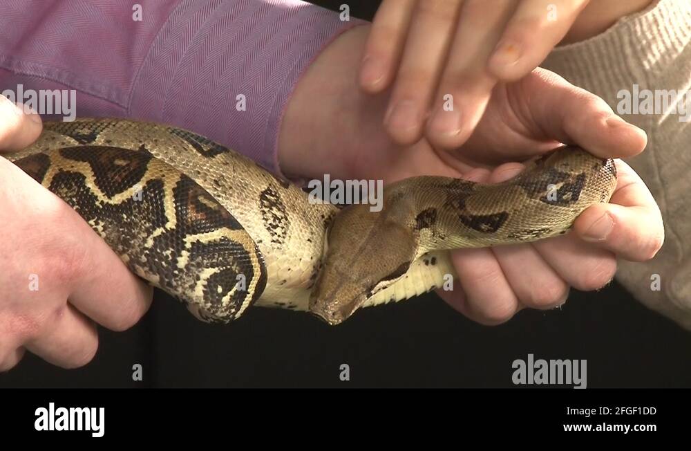 Serpent constrictor Stock Videos & Footage - HD and 4K Video Clips - Alamy