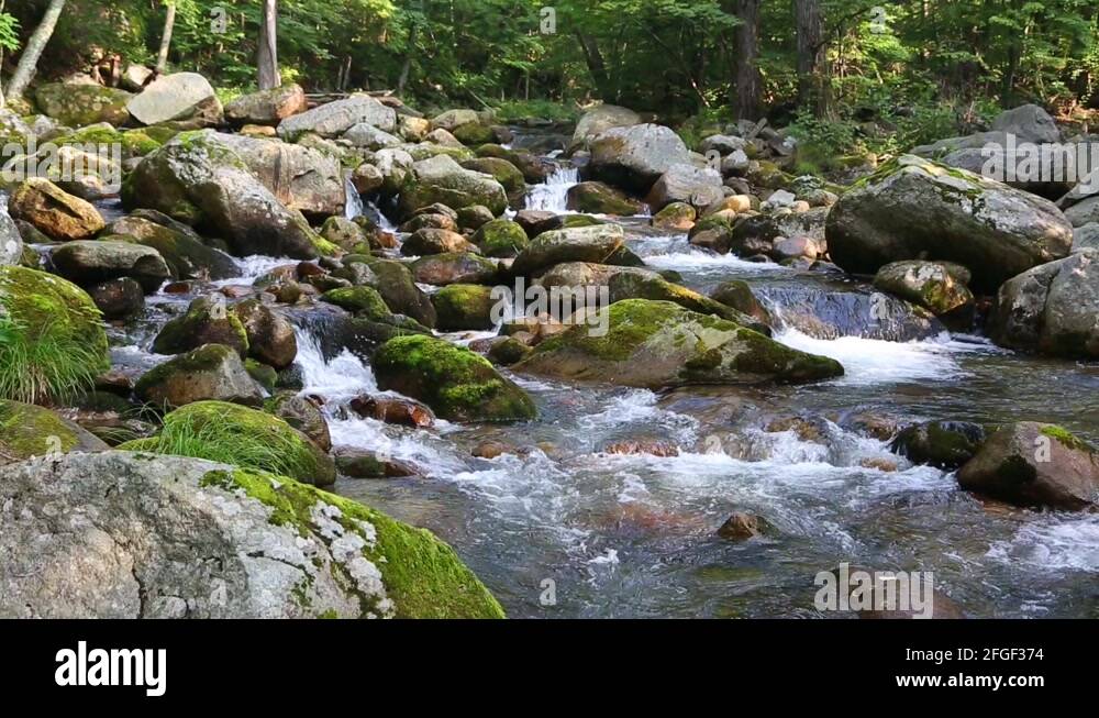 Beautiful mountain wildlife in a remote area in the summer. Siberia ...