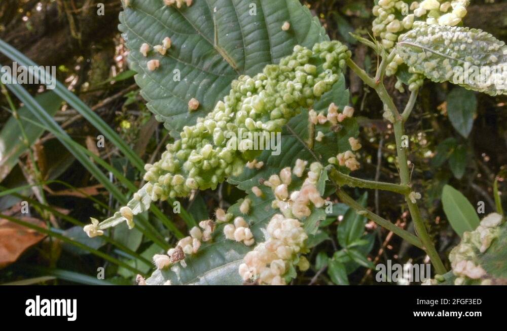 Fungal bloom Stock Videos & Footage - HD and 4K Video Clips - Alamy