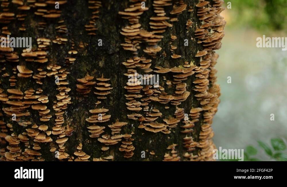 Shelf fungi Stock Videos & Footage - HD and 4K Video Clips - Alamy