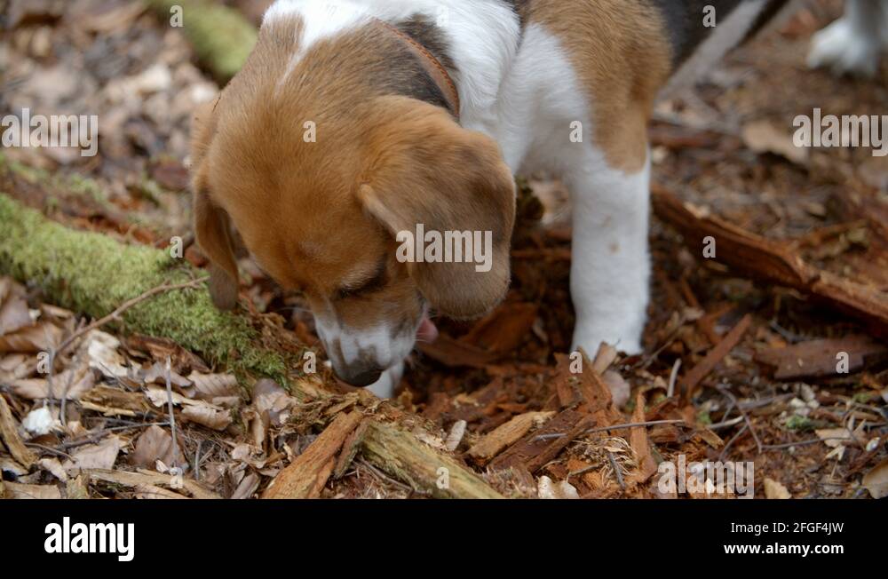 Pet beagle Stock Videos & Footage - HD and 4K Video Clips - Alamy