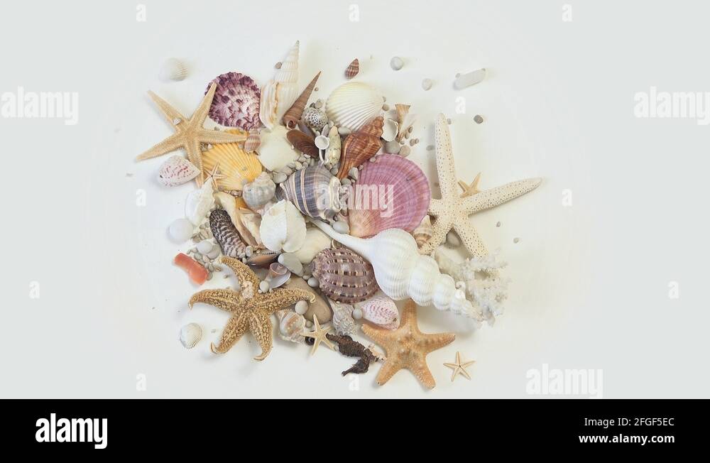 Stack of shells Stock Videos & Footage - HD and 4K Video Clips - Alamy